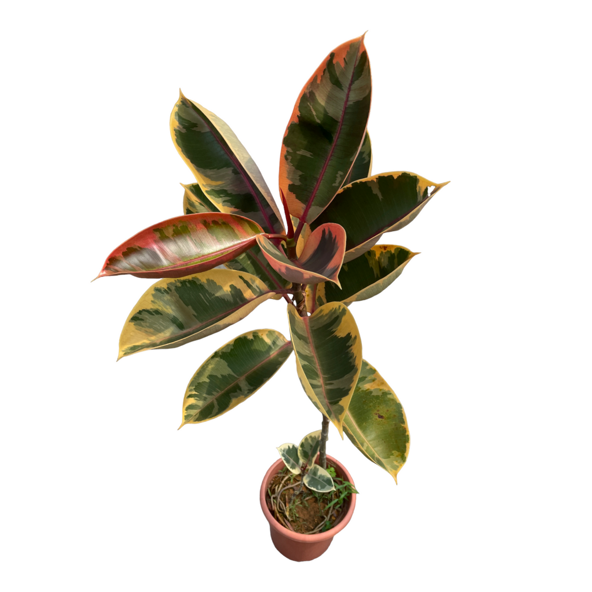 Ficus elastica 'Tineke', Rubber Tree (1.5m) – Noah Garden Centre