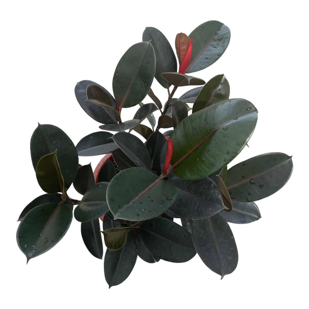 Ficus elastica, Burgundy Rubber Tree 3in1 (0.65m) – Noah Garden Centre
