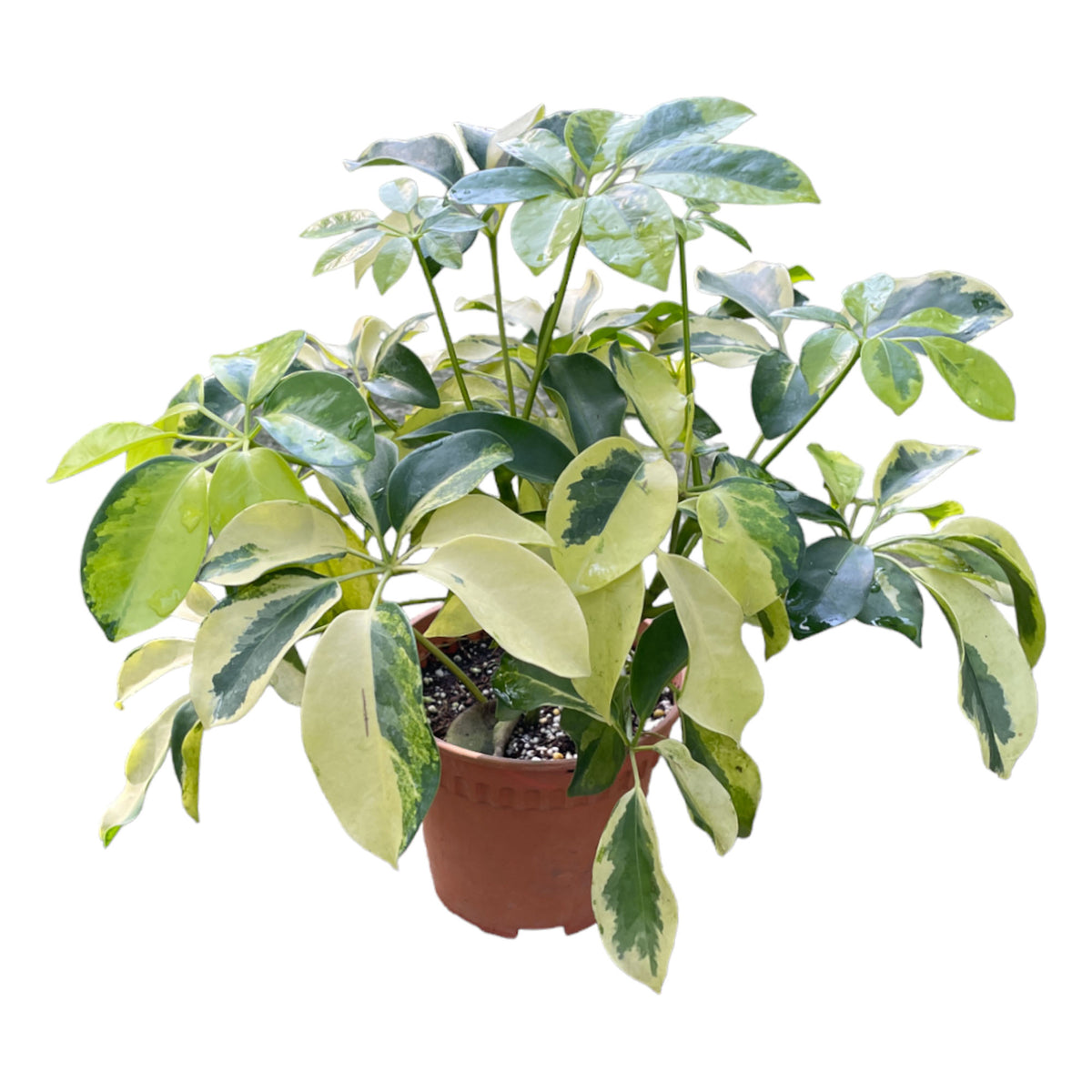 Schefflera odorata 'Variegata', Variegated Dwarf Umbrella Tree (0.35m ...