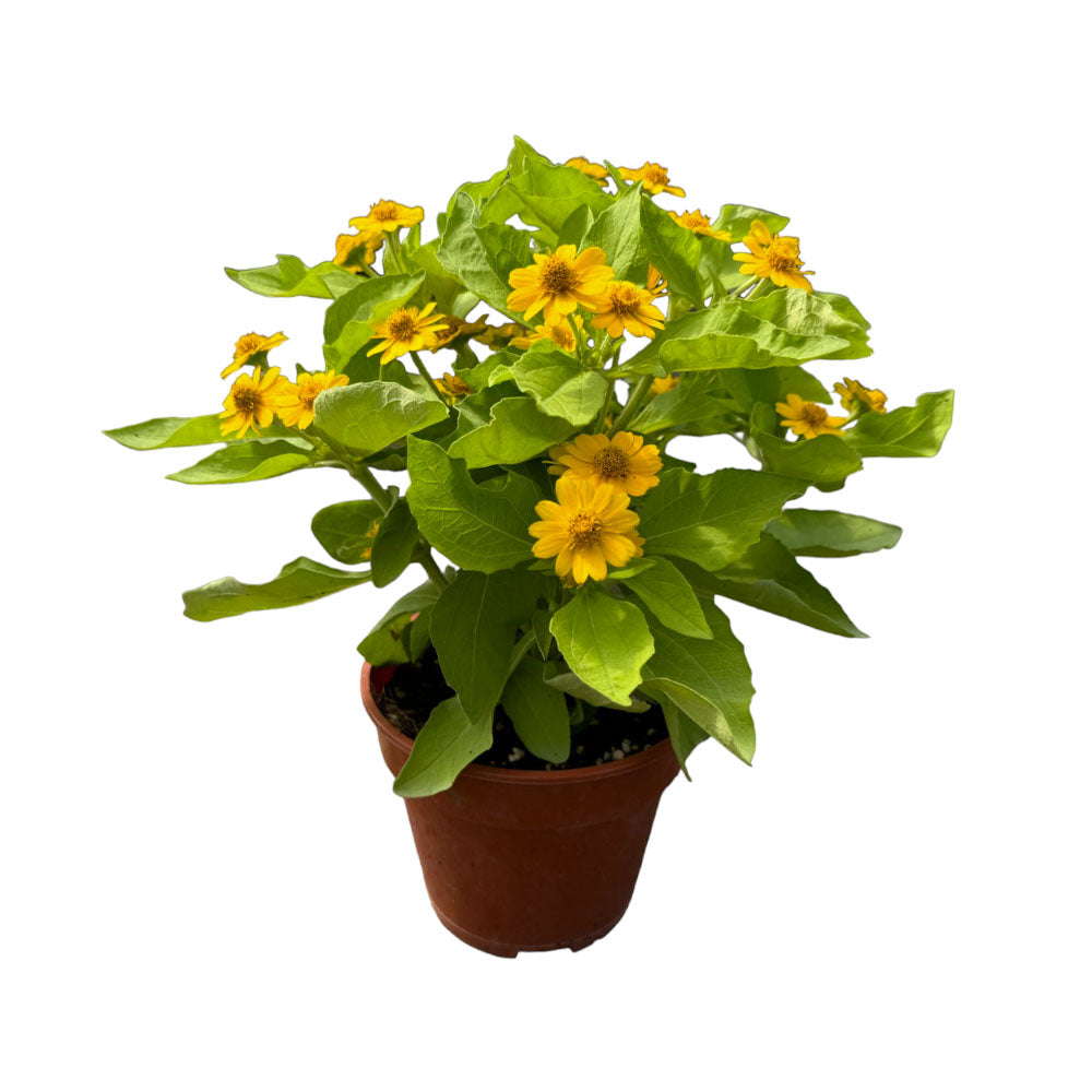 Melampodium divaricatum, Butter Daisy (0.3m) – Noah Garden Centre