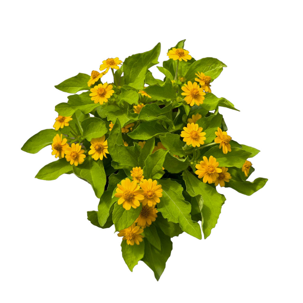 Melampodium divaricatum, Butter Daisy (0.3m) – Noah Garden Centre