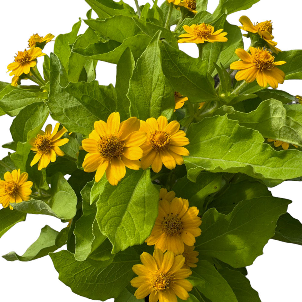 Melampodium divaricatum, Butter Daisy (0.3m) – Noah Garden Centre