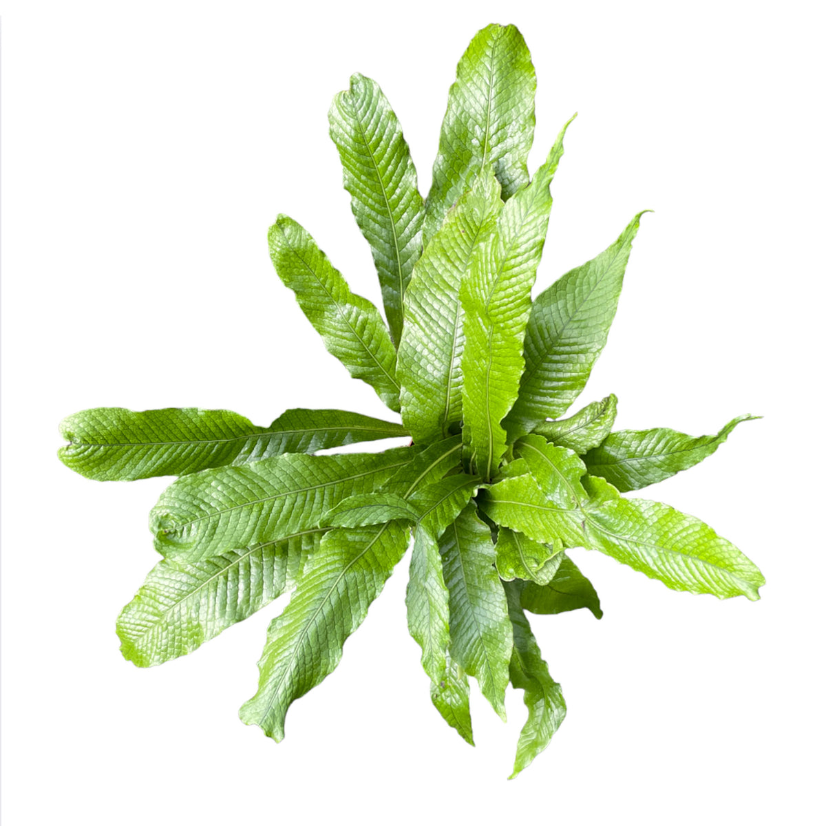 Asplenium Crocodyllus, Crocodile Fern (0.40m) – Noah Garden Centre