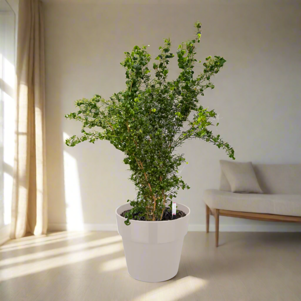 Ficus benjamina ‘Barok’, Curly Weeping Fig in Warm Grey B. for Origina ...