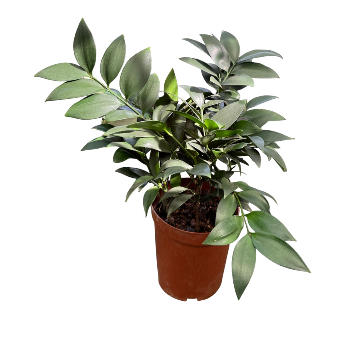 Podocarpus nagi, Nageia nagi (0.30m) – Noah Garden Centre