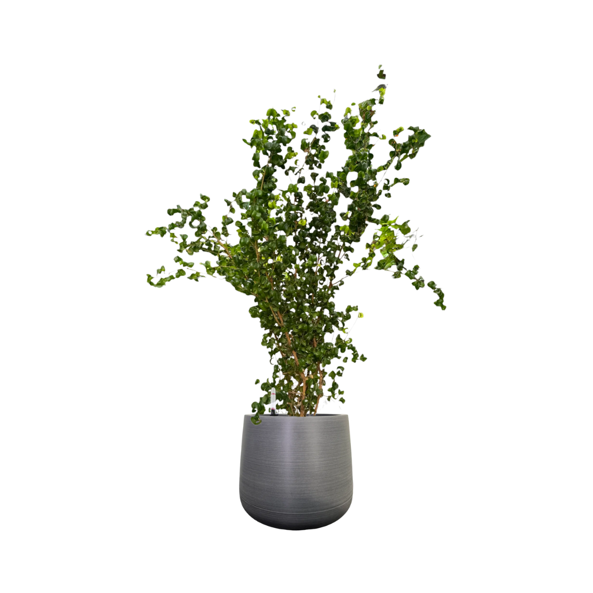 Ficus benjamina ‘Barok’, Curly Weeping Fig in Grey Orb Pot (1.2m ...