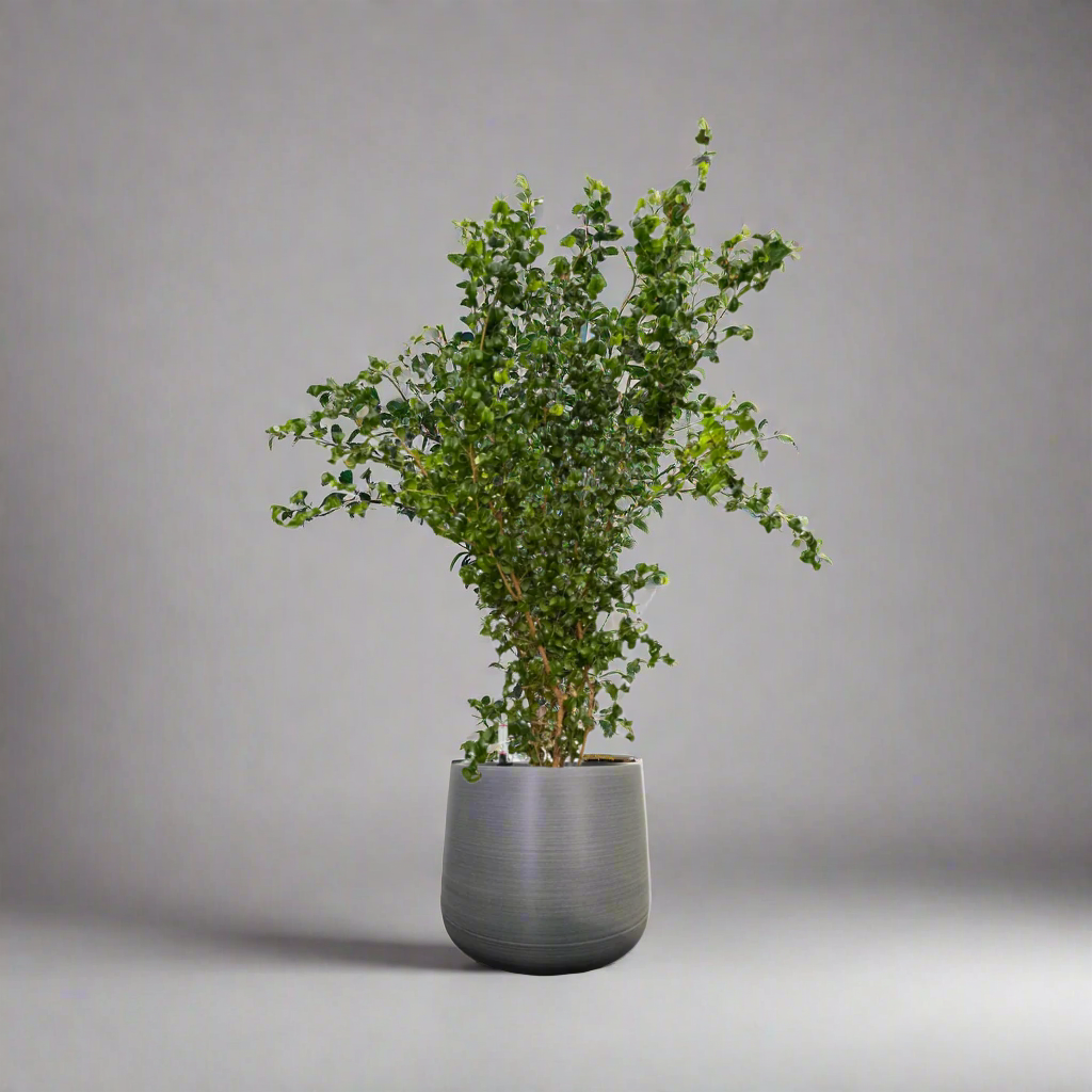 Ficus benjamina ‘Barok’, Curly Weeping Fig in Grey Orb Pot (1.2m ...