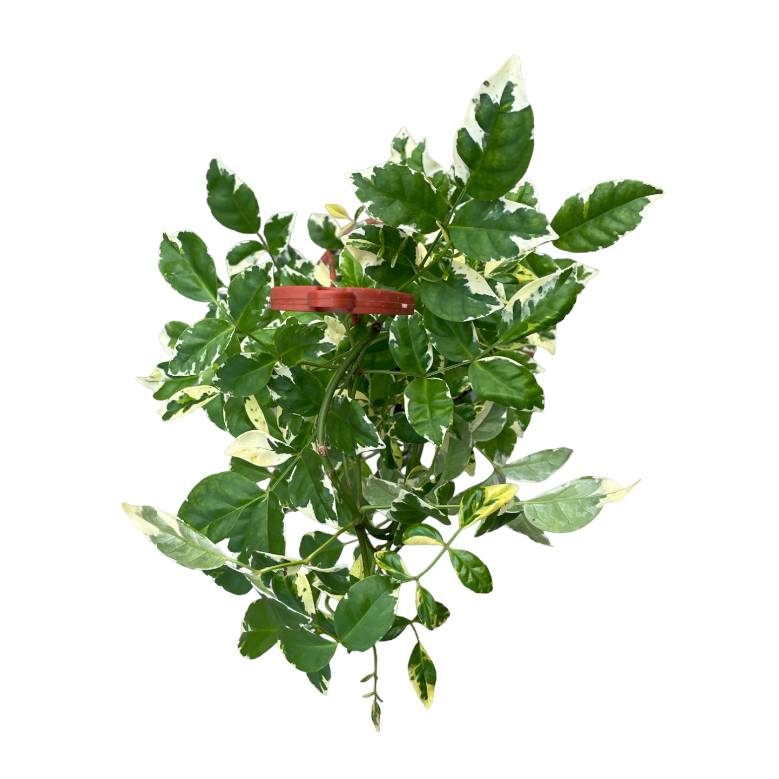 Pandorea jasminoides 'Variegata', Variegated Bower Vine | Buy Plants ...