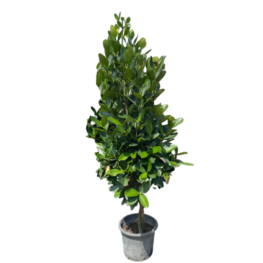 Tall Tree For Outdoor | Garcinia subelliptica, Happiness tree (2.1m ...