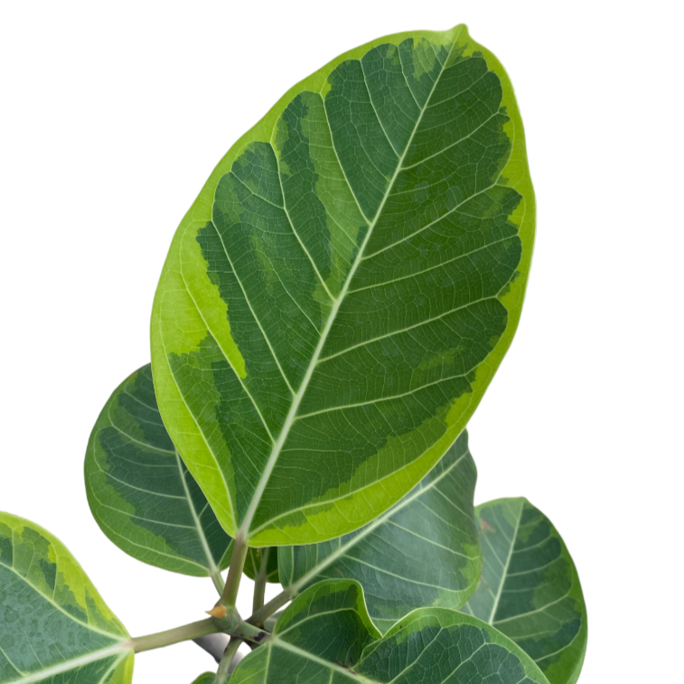 Ficus Elastica ‘Lemon Lime’, Rubber Plant (1.6m) – Noah Garden Centre