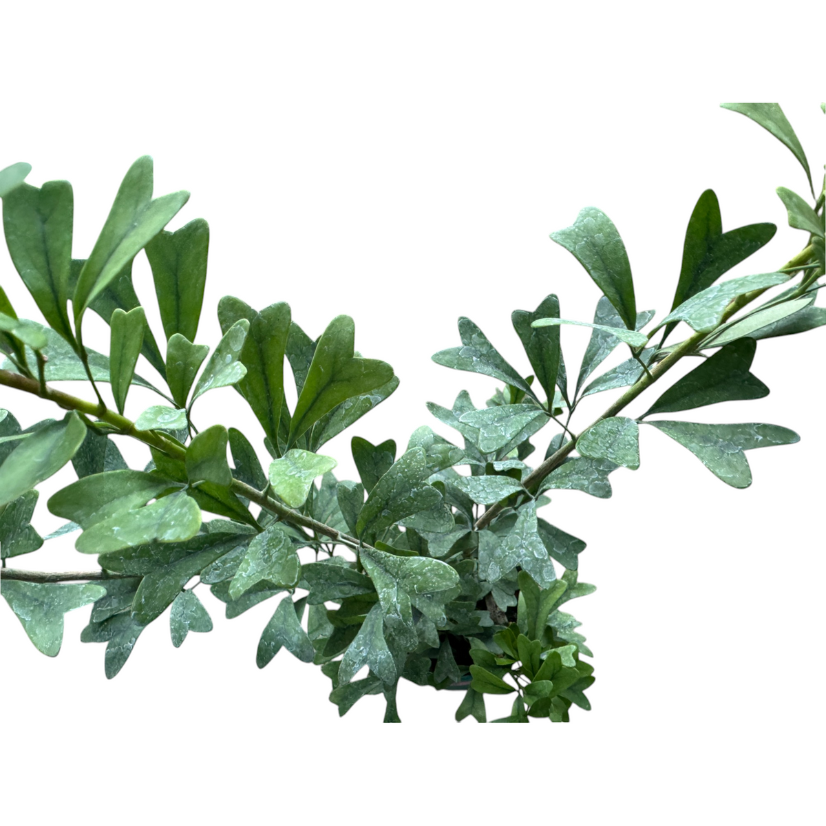 Schefflera triangularis 'Heart Leaf' in Brique B. for soft round (0.50 ...