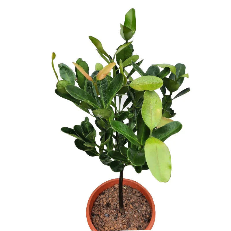 Garcinia subelliptica, Happiness tree (1.0m) – Noah Garden Centre