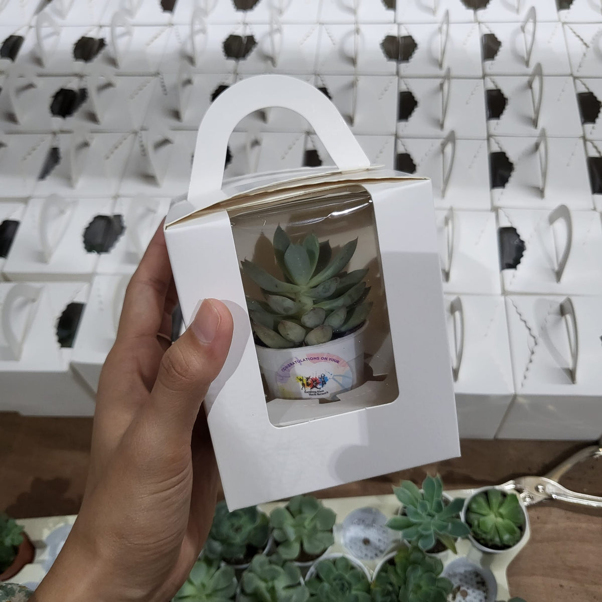 Succulent Gift Box: Succulent Delight for Events & Door Gifts – Noah ...