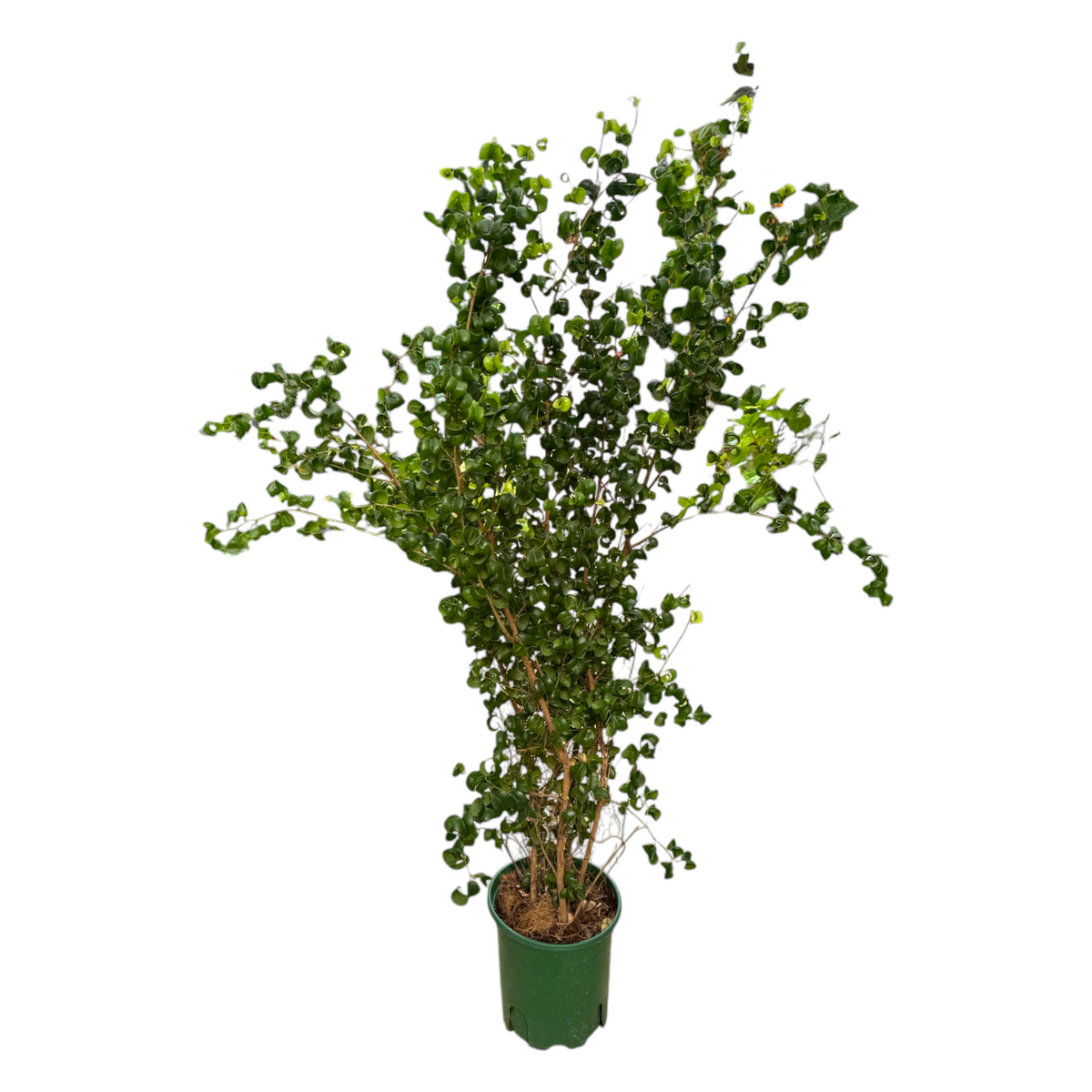 Ficus benjamina ‘Barok’, Curly Weeping Fig (1.2m) – Noah Garden Centre