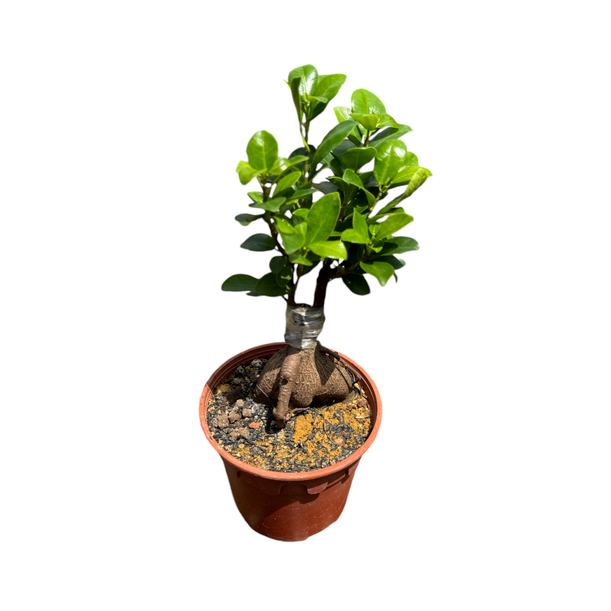 Ficus microcarpa 'Ginseng', Mini Ficus Bonsai 人参榕 (0.30m) – Noah Garden ...