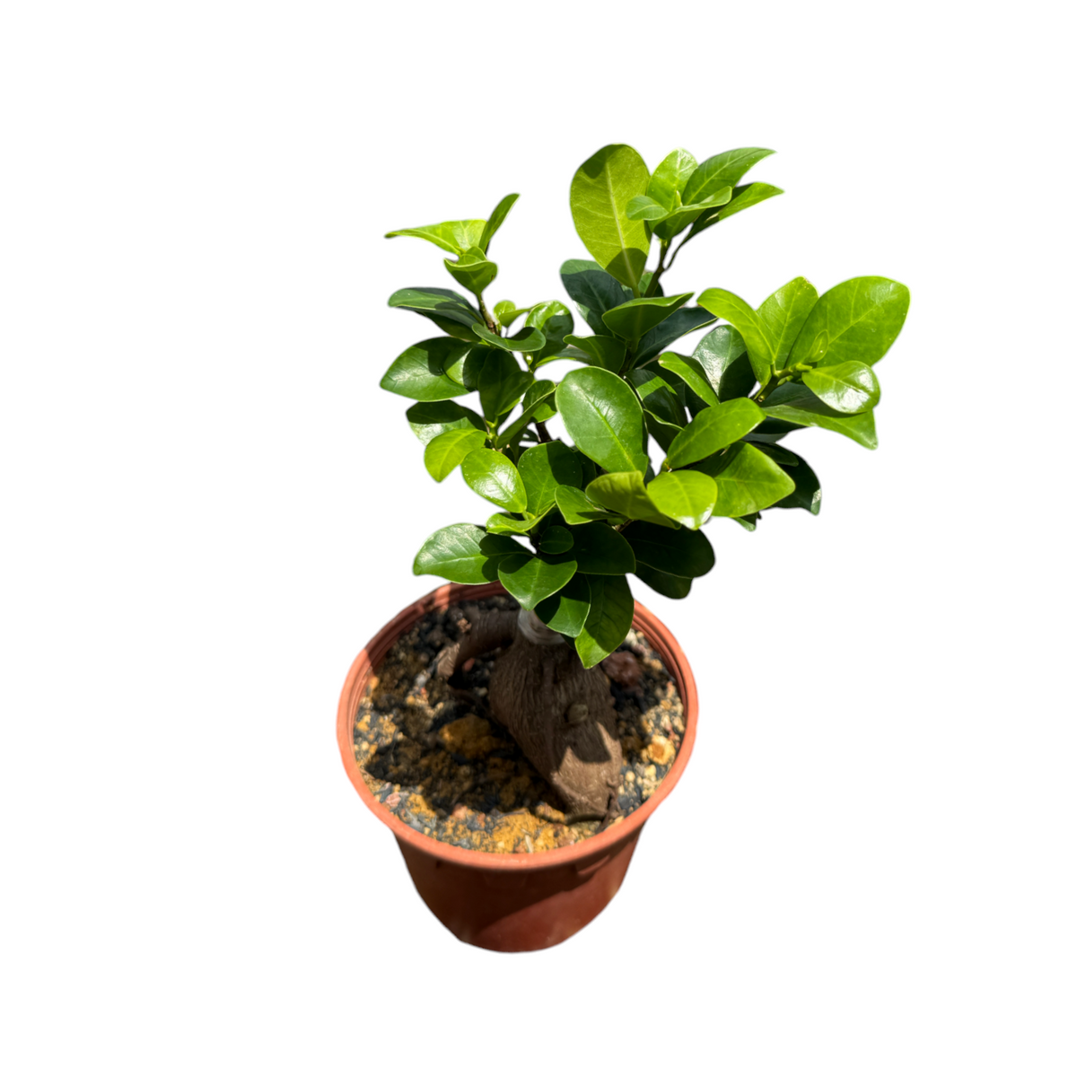 Ficus microcarpa 'Ginseng', Mini Ficus Bonsai 人参榕 (0.30m) – Noah Garden ...