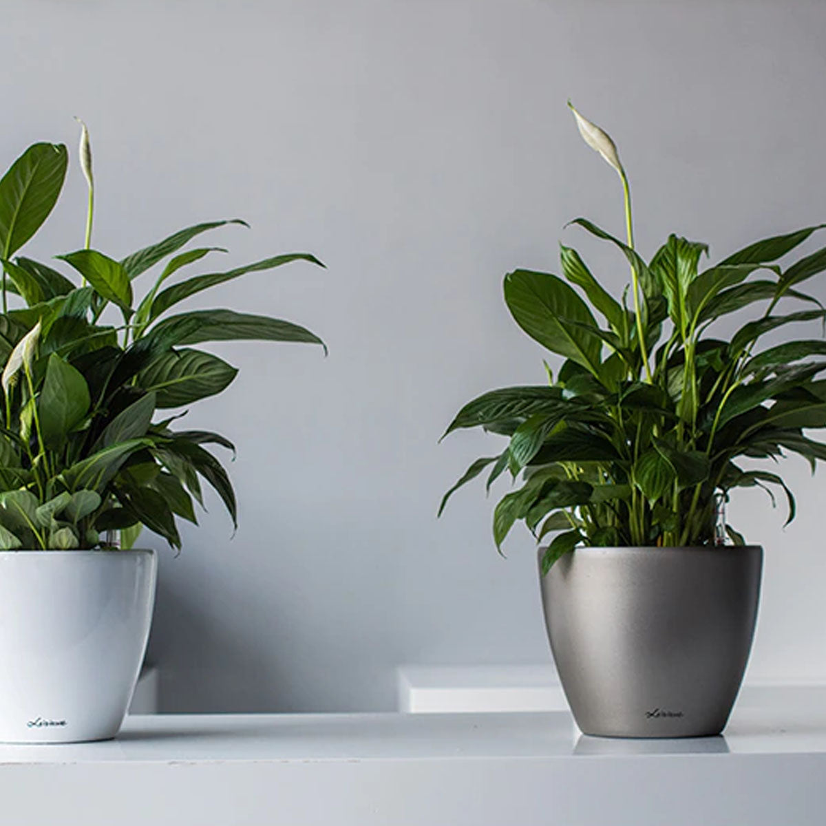 Dumpy Round Series 37cm in white – Noah Garden Centre