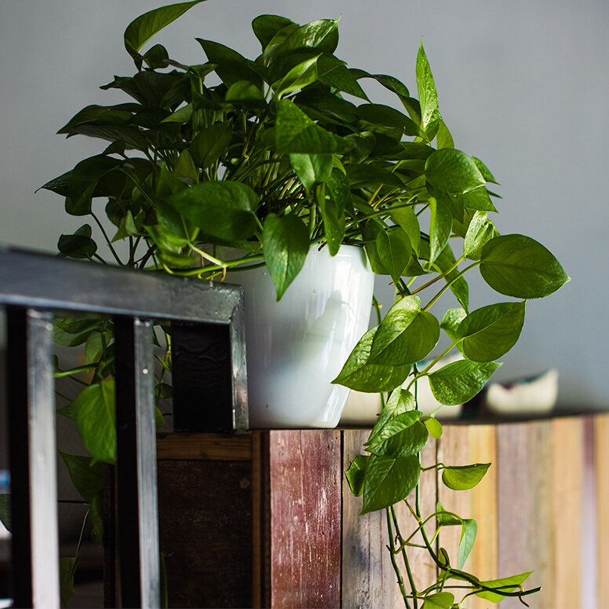 Dumpy Round Series 37cm in white – Noah Garden Centre