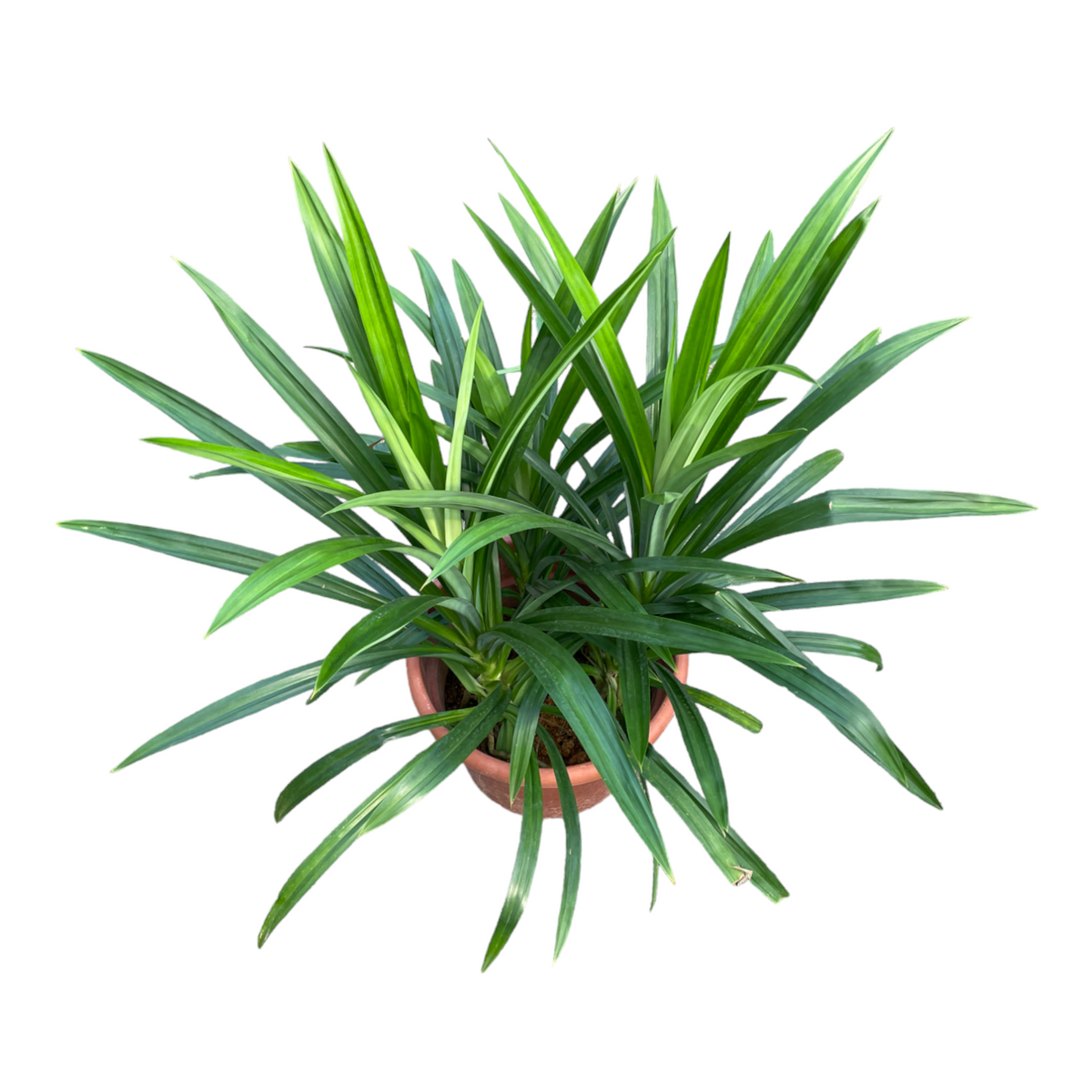 Pandanus amaryllifolius Roxb., Fragrant Pandan, Pandan plant (0.7m ...