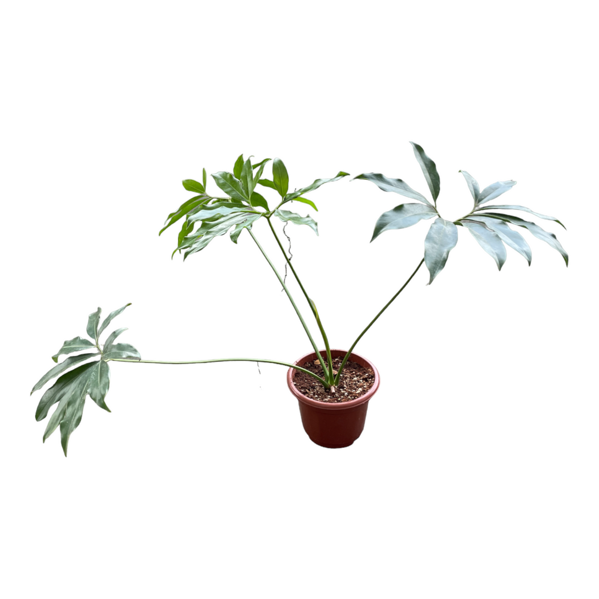 Philodendron Goeldii, Fun Bun (0.65m) – Noah Garden Centre