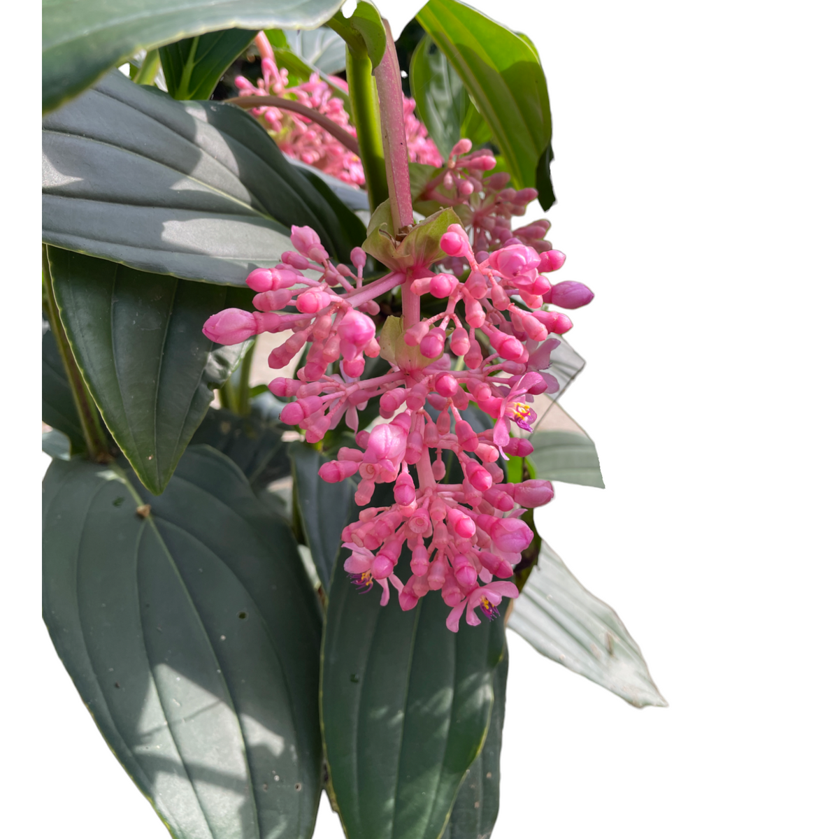 Medinilla magnifica, Rose Grape (0.7m) – Noah Garden Centre