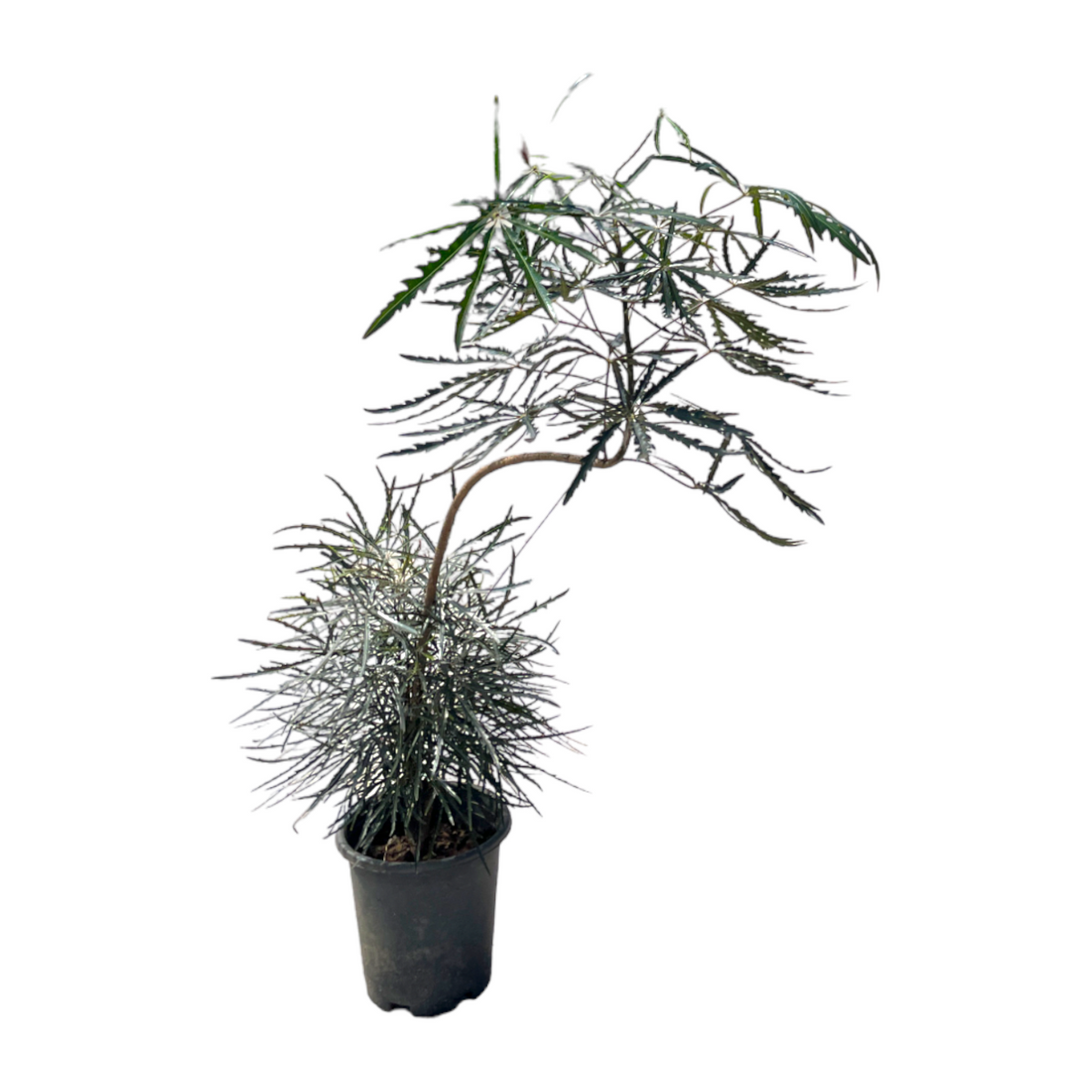 Schefflera elegantissima, Finger Aralia, 2 Layers, Styled (1.4m) – Noah ...