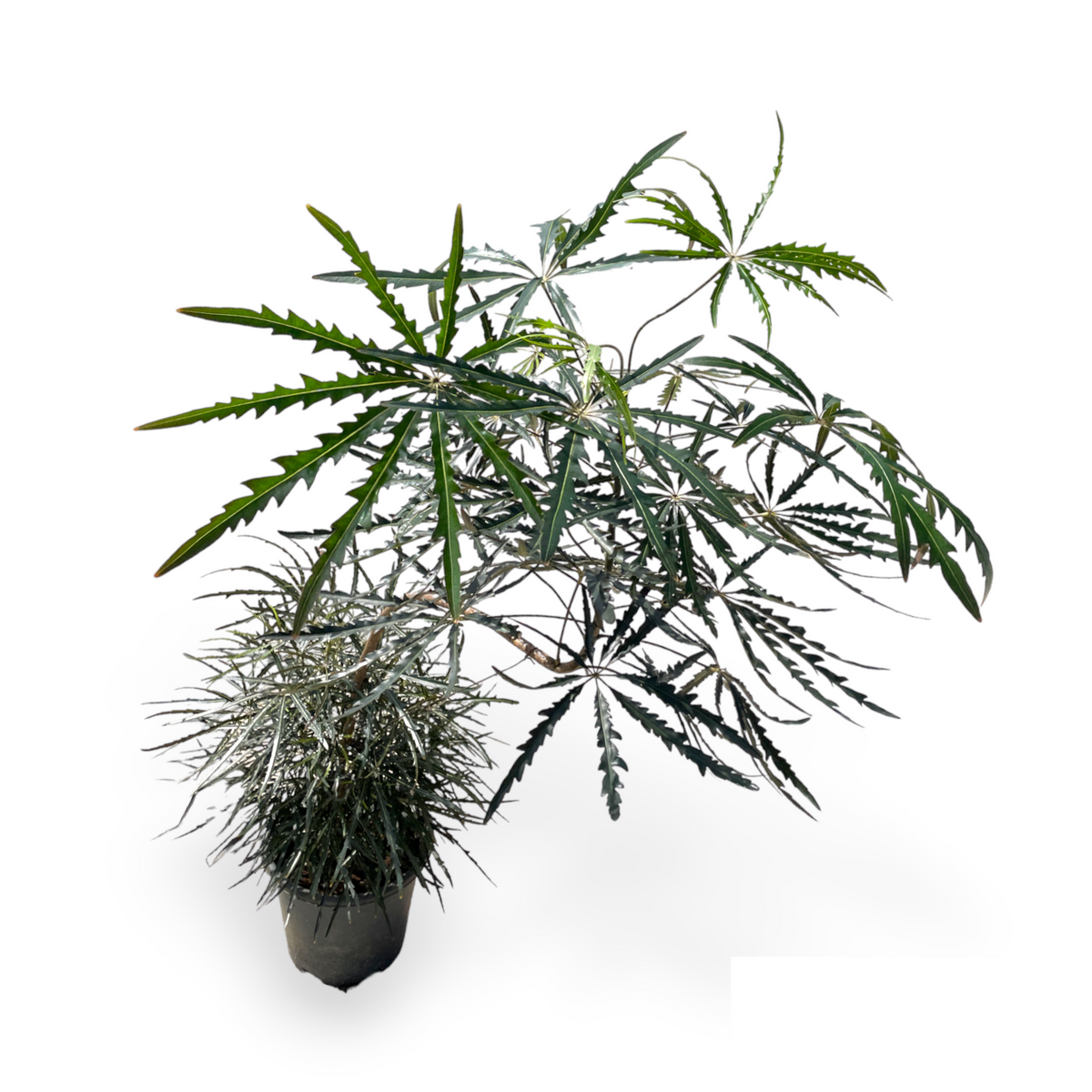 Schefflera elegantissima, Finger Aralia, 2 Layers, Styled (1.4m) – Noah ...