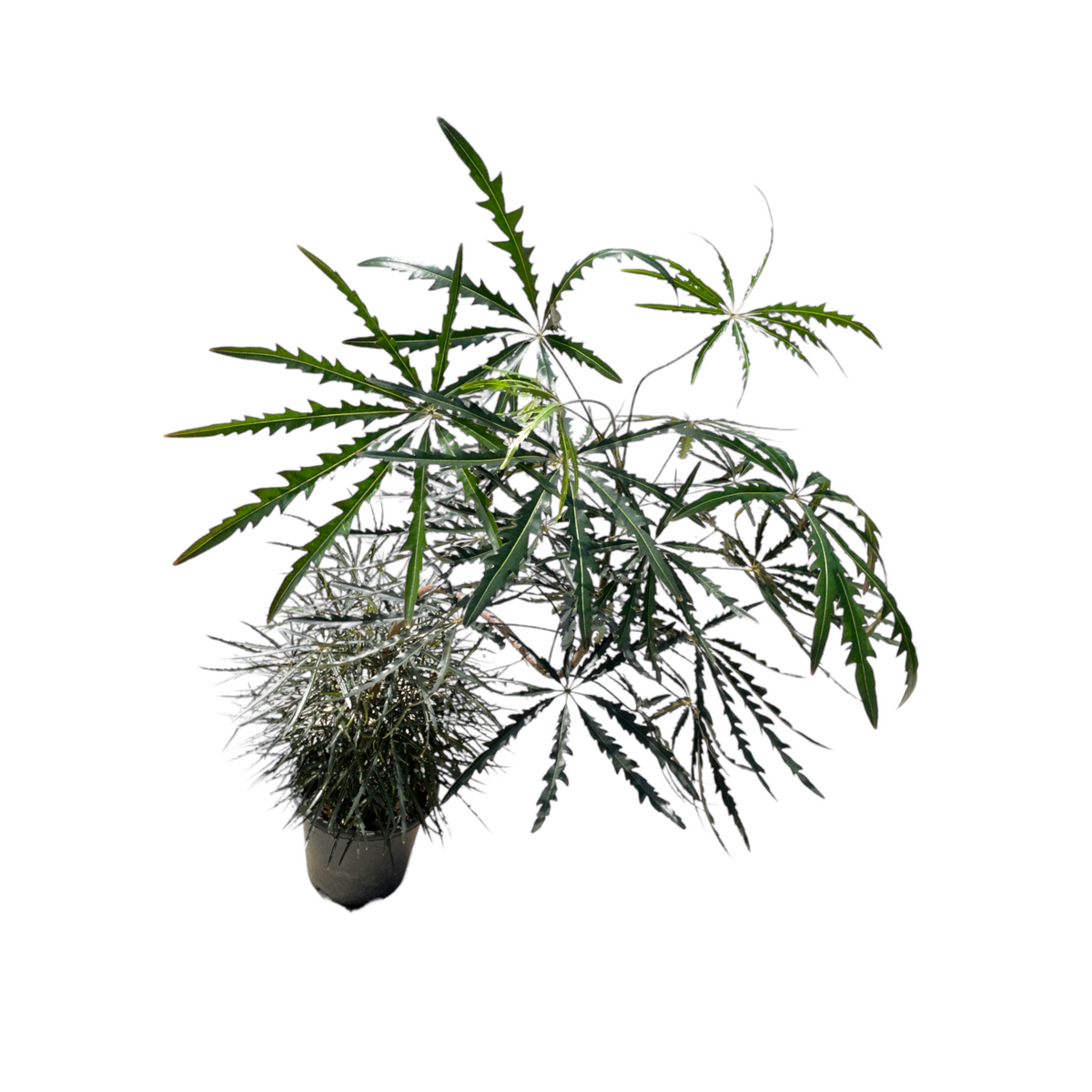 Schefflera elegantissima, Finger Aralia, 2 Layers, Styled (1.4m) – Noah ...