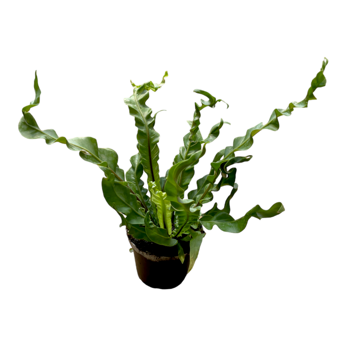 Asplenium 'Fuzzy' Variegated (0.15m) – Noah Garden Centre