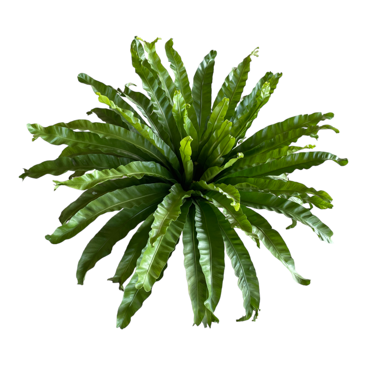 Microsorum punctatum 'Grandiceps', Fish-Tail Fern (0.75m) – Noah Garden ...