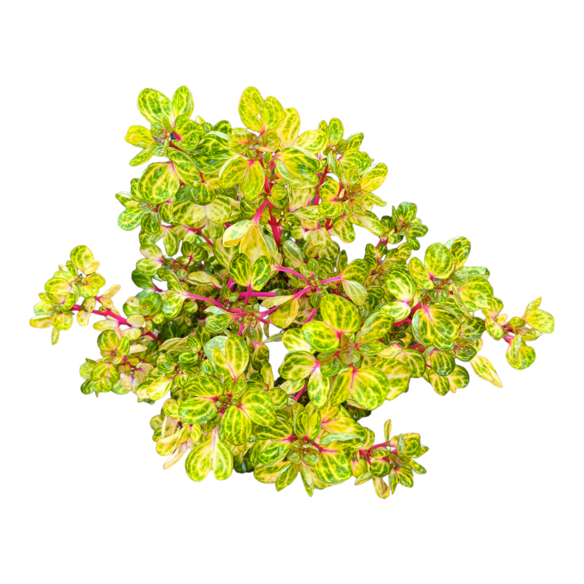 Iresine Herbstii 'Yellow', Steak Plant (0.35m) – Noah Garden Centre