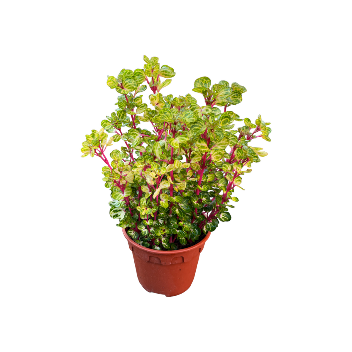 Iresine Herbstii 'Yellow', Steak Plant (0.35m) – Noah Garden Centre