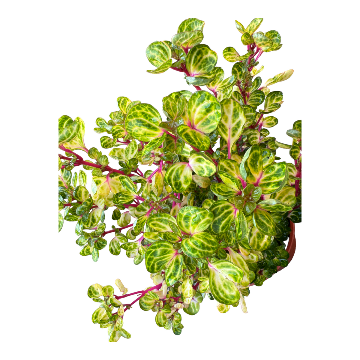 Iresine Herbstii 'Yellow', Steak Plant (0.35m) – Noah Garden Centre