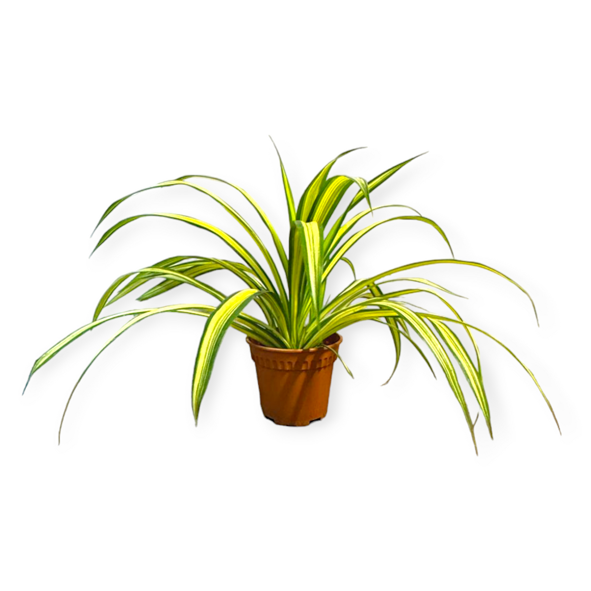 Pandanus pygmaeus, Dwarf Pandan, Pygmy Screwpine (0.4m) – Noah Garden ...