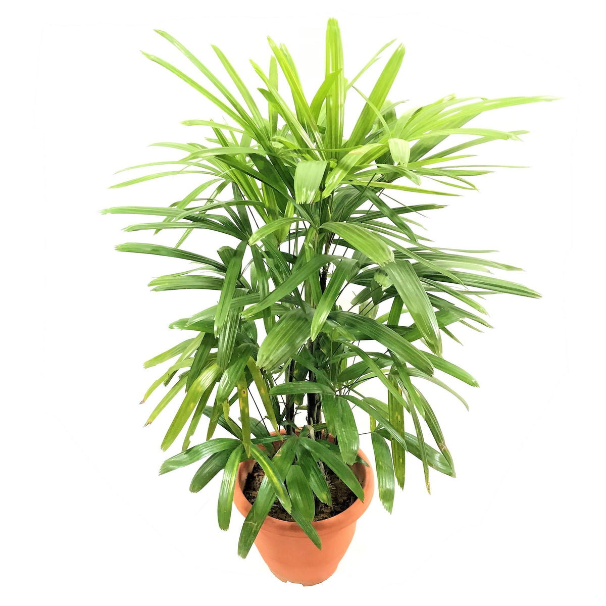 Lady Palm in White Dumpy Round Series 37cm (1.1m) – Noah Garden Centre