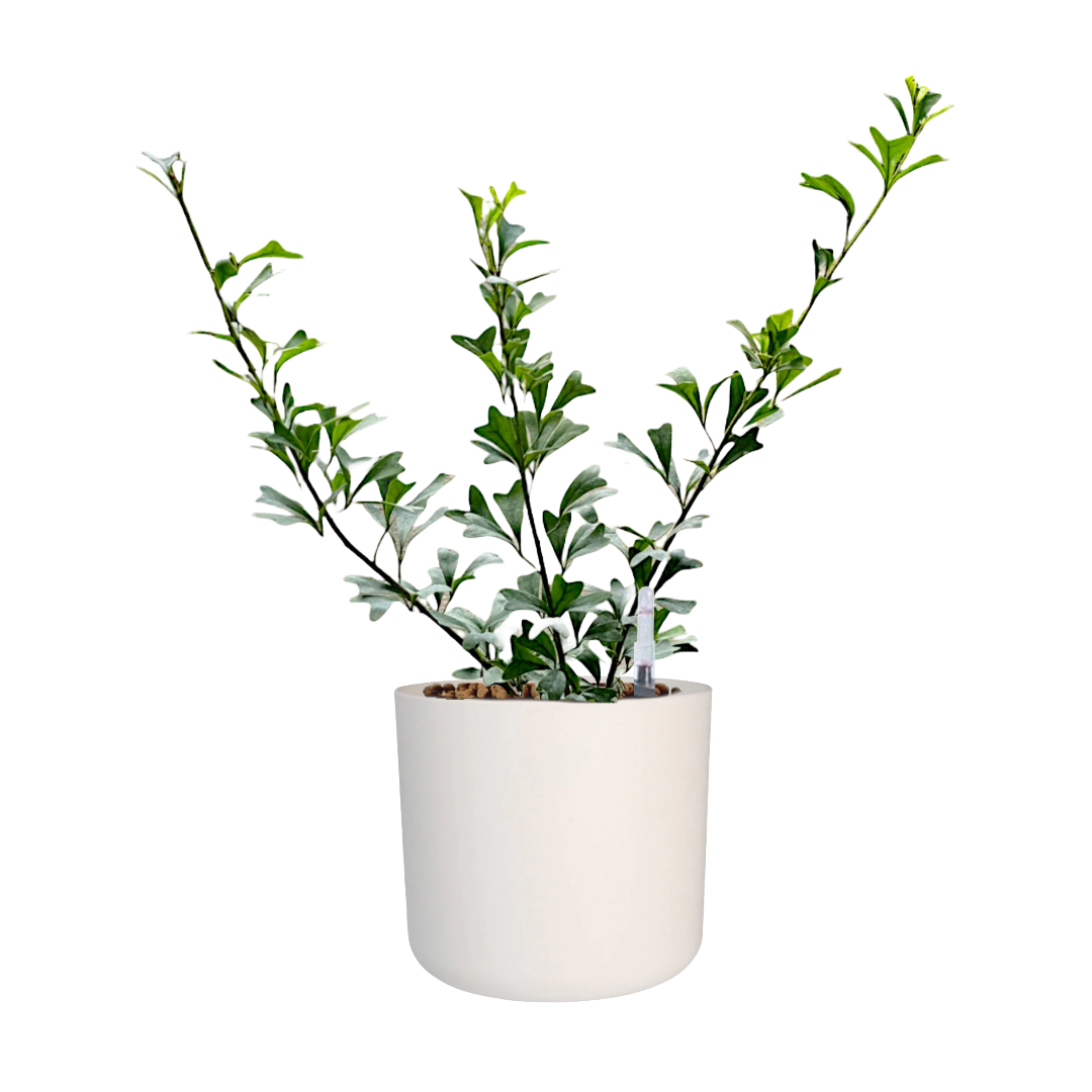 Schefflera triangularis 'Heart Leaf' in White B. for soft round (0.50m ...