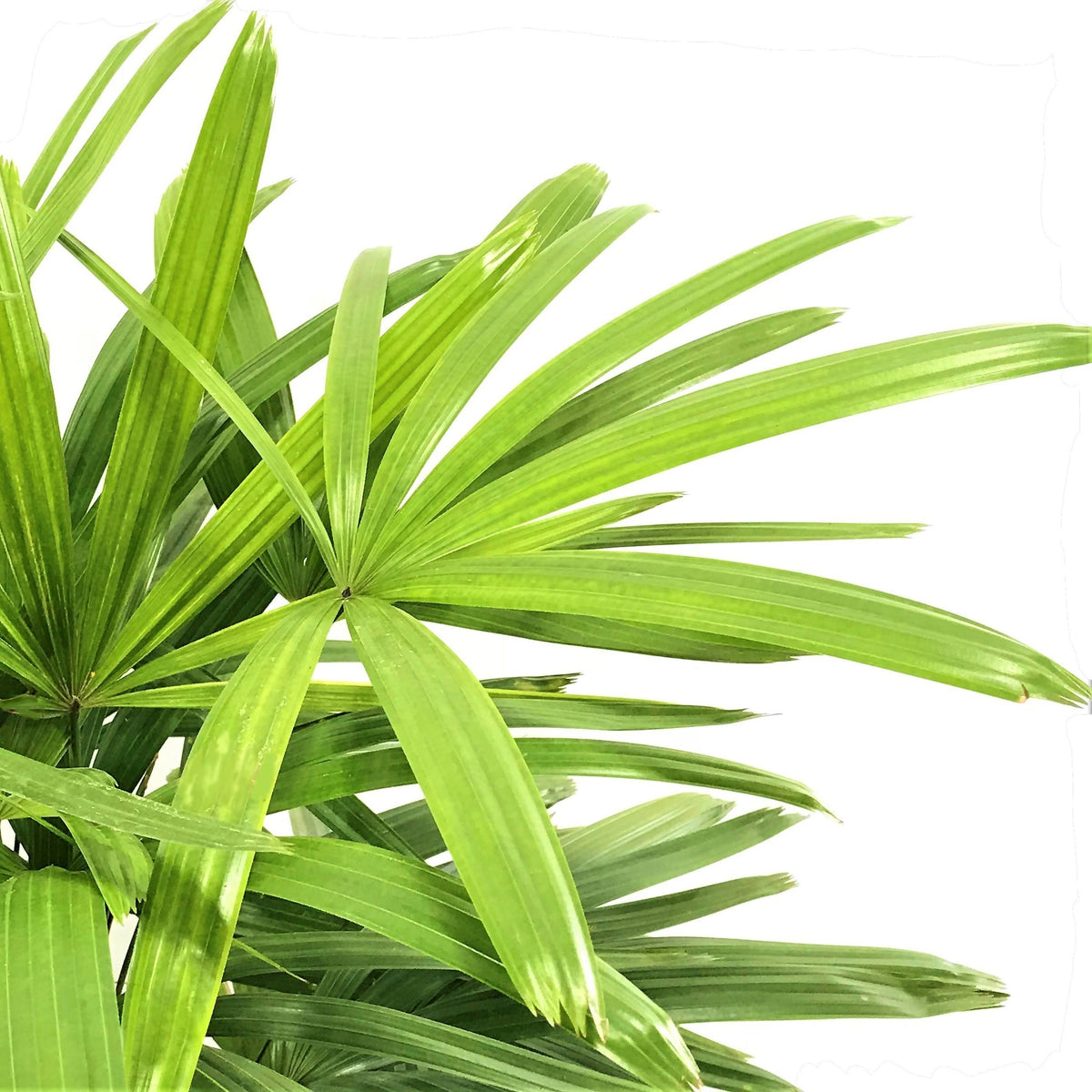 Lady Palm in White Dumpy Round Series 37cm (1.1m) – Noah Garden Centre