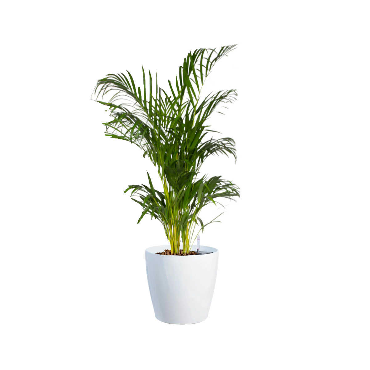 Yellow Palm in White Dumpy Round Series 37cm (1.2mH) – Noah Garden Centre