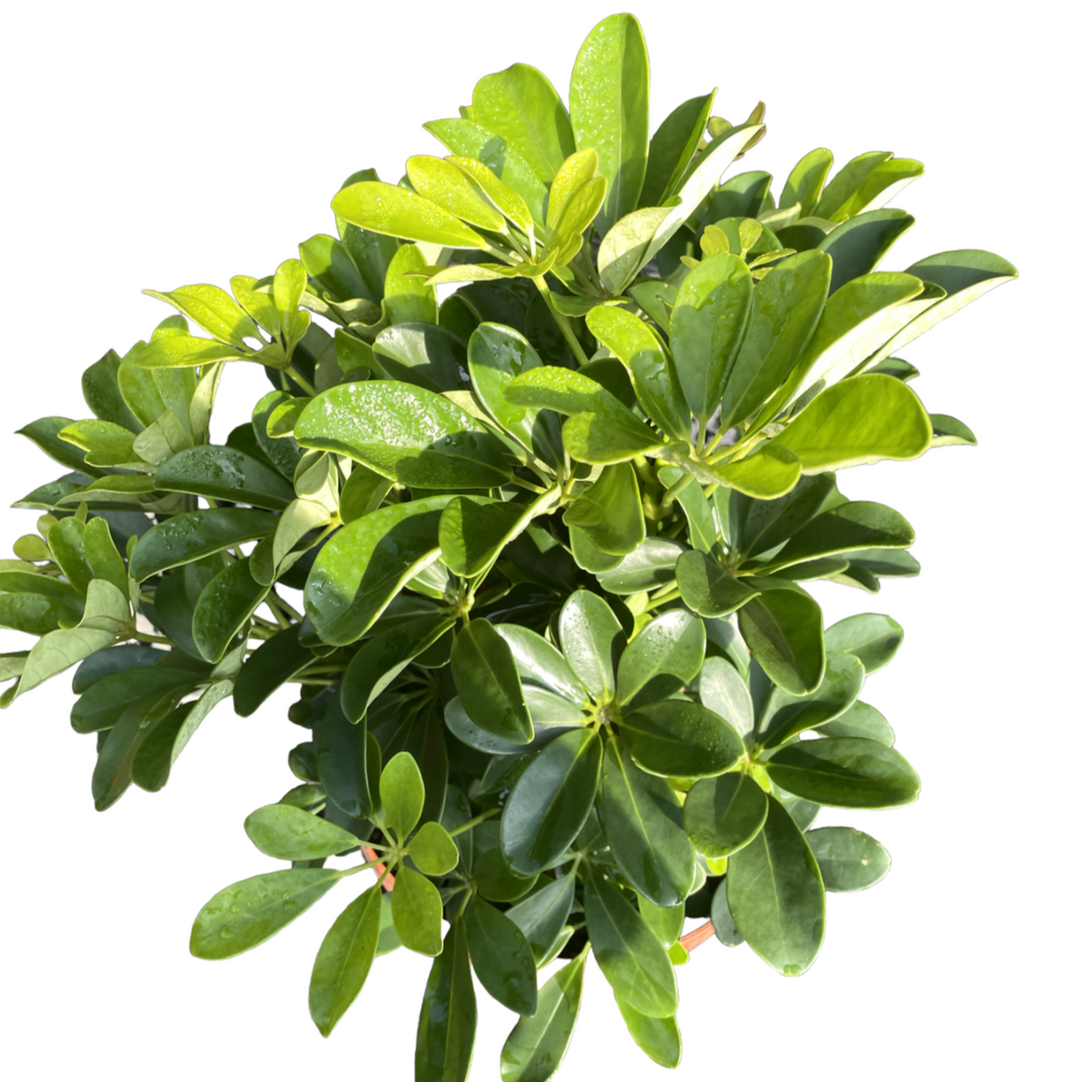 Schefflera arboricola, Dwarf Umbrella Plant (0.5m) – Noah Garden Centre
