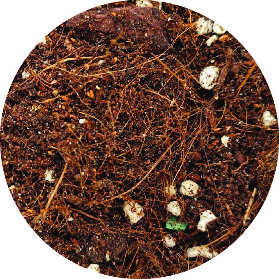 naturalGRO Super Soilless Mix (5L) - Veggies and Ornamental Plants ...