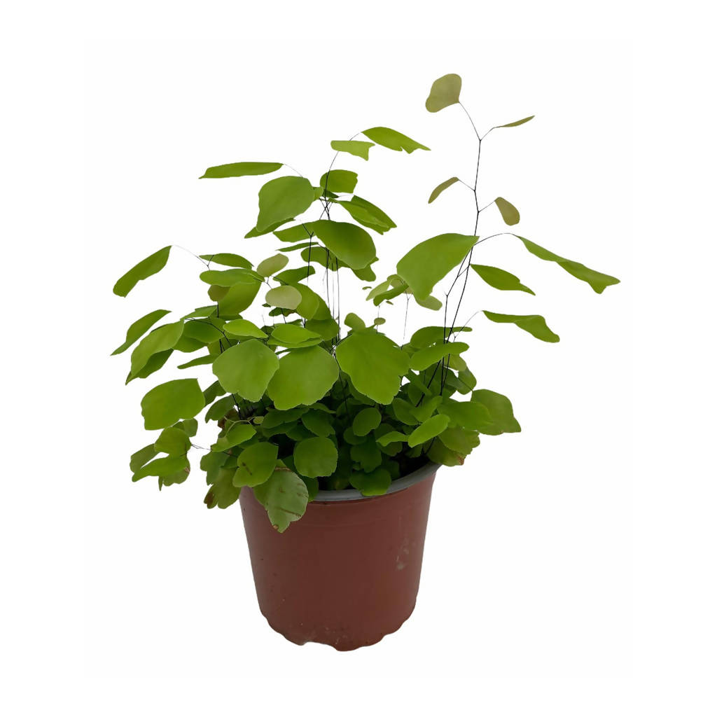 Adiantum Peruvianum, Peruvian Maidenhair fern (0.15m) – Noah Garden Centre