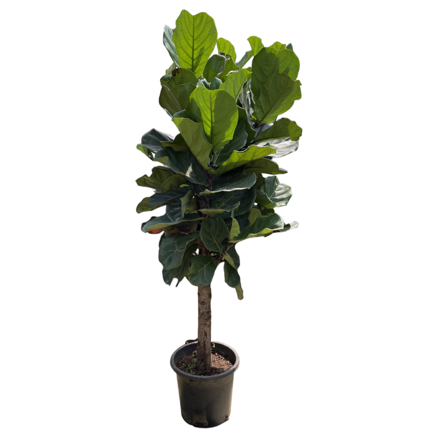 Ficus lyrata, Fiddle-leaf fig (1.8m) – Noah Garden Centre