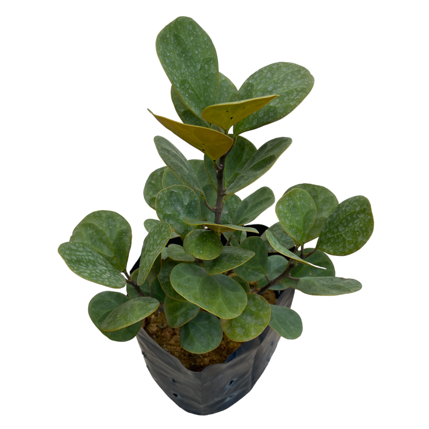 Ficus diversifolia, Ficus deltoidea, Mistletoe Ficus in bag 小盼菩提 (0.35 ...
