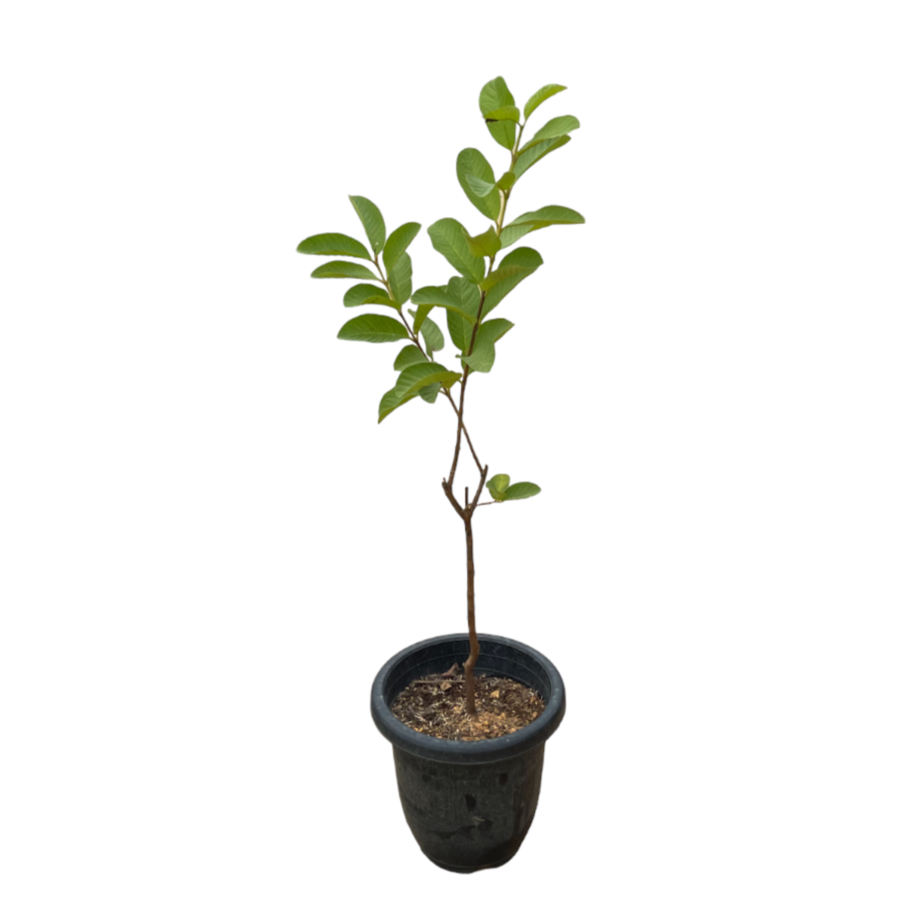 Psidium guajava, Lohan Guava (1m) – Noah Garden Centre