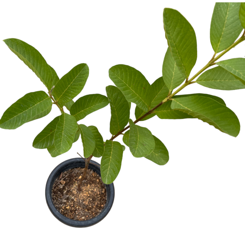 Psidium guajava, Lohan Guava (1m) – Noah Garden Centre