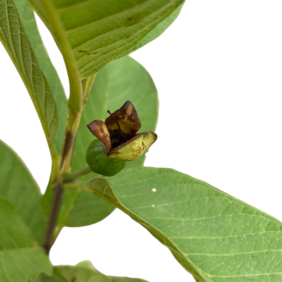 Psidium guajava, Lohan Guava (1m) – Noah Garden Centre