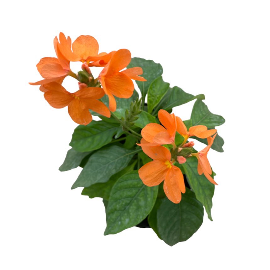 Crossandra Infundibuliformis in bag (0.4m) – Noah Garden Centre