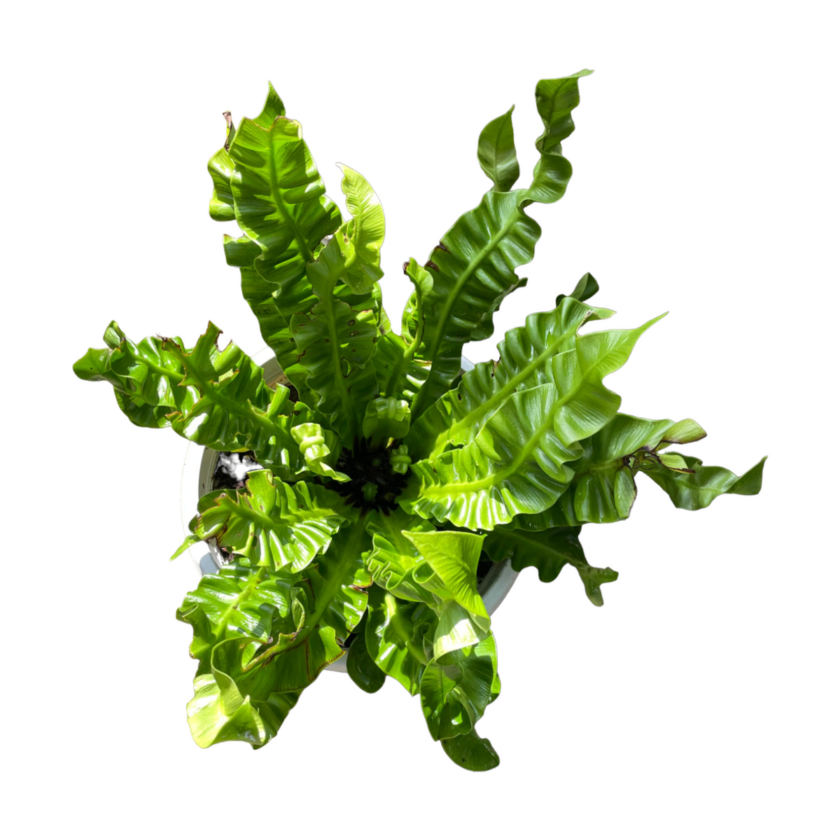 Asplenium Nidus 'Crispy Wave', Pleated Bird's Nest Fern (0.3m) – Noah ...