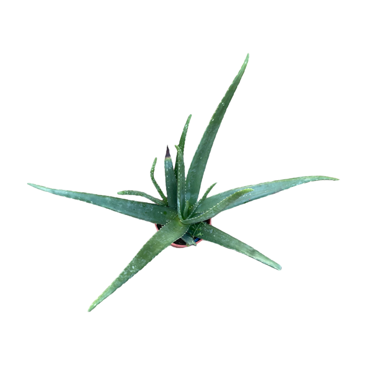 Aloe Vera, Barbados Aloe, Medicinal Aloe, Burn Plant (0.5m) – Noah ...