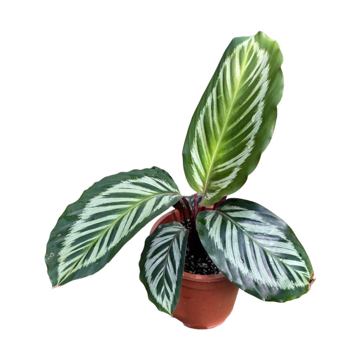 Calathea Cora (0.4m) – Noah Garden Centre